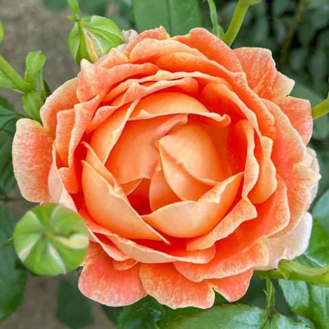 Harkness | Bush & Climbing | Potted & Bare Root | Mail Order