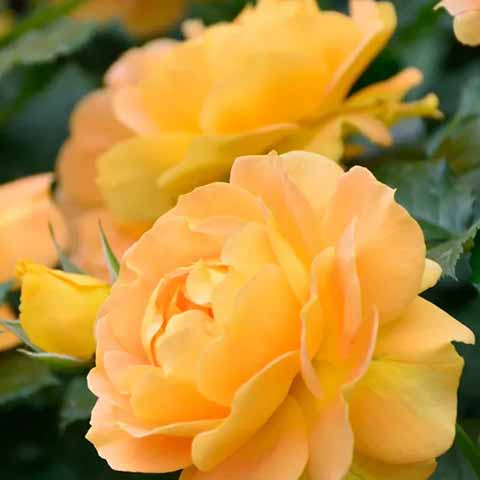 Harkness | Bush & Climbing | Potted & Bare Root | Mail Order